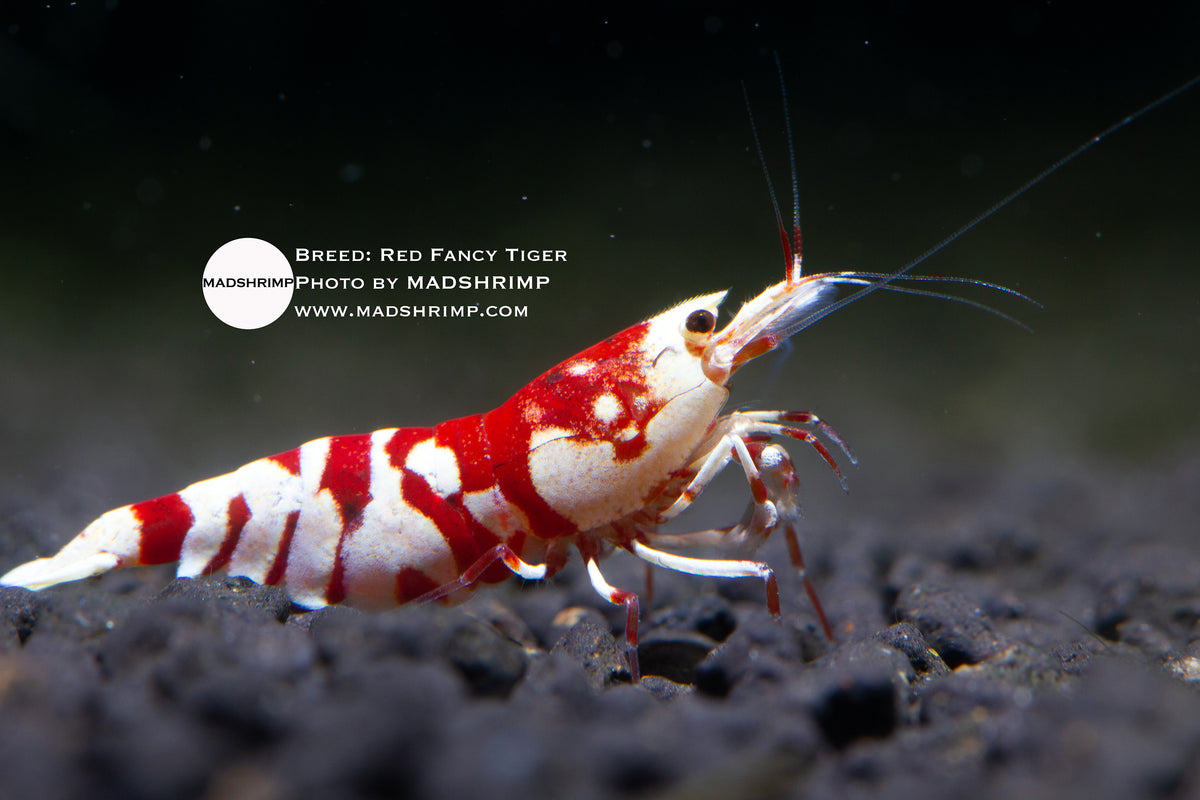 The better poison – MADSHRIMP