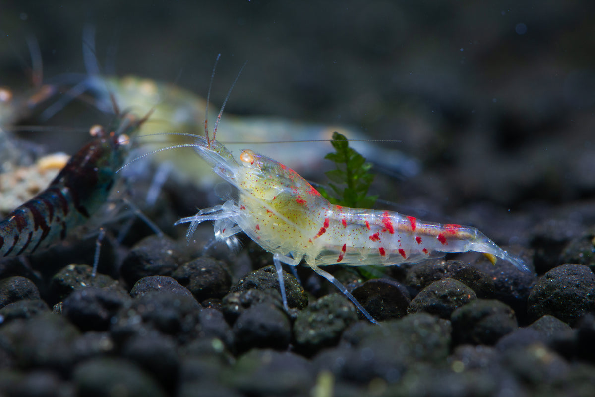 Golden Eyes – MADSHRIMP