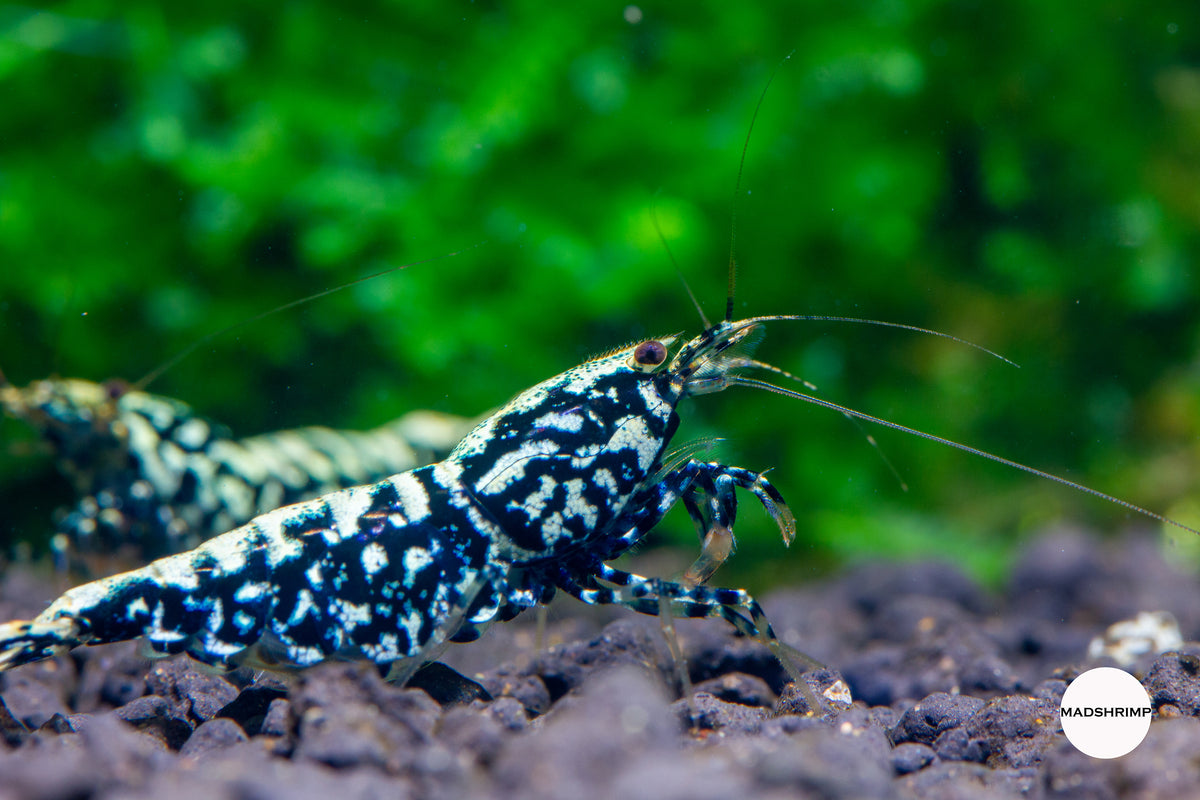 Stardust classification – MADSHRIMP