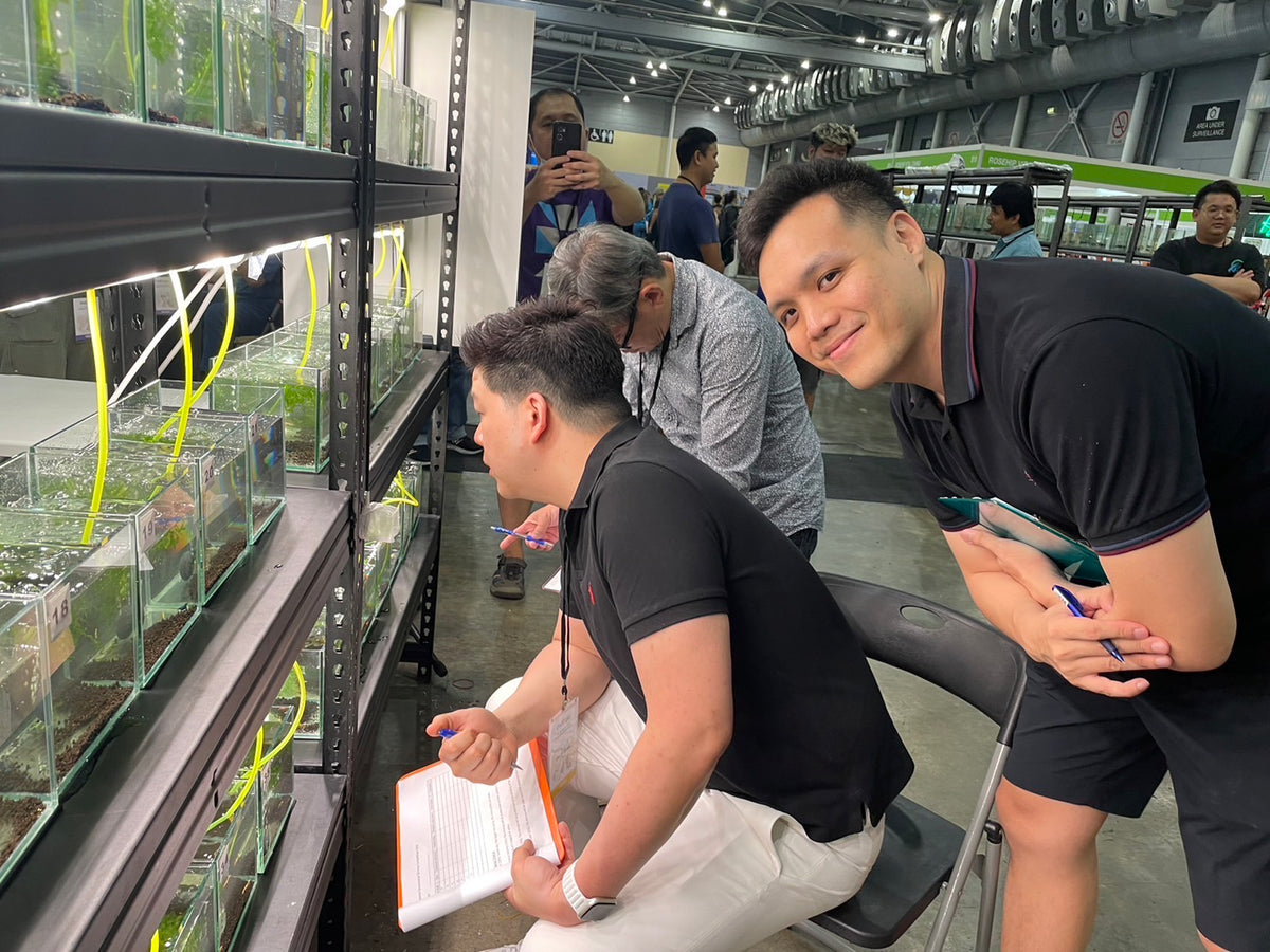 Post Singapore Ornamental Shrimp Competition – MADSHRIMP