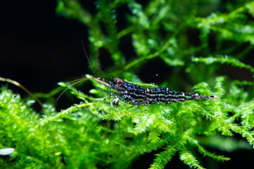 Water change – MADSHRIMP