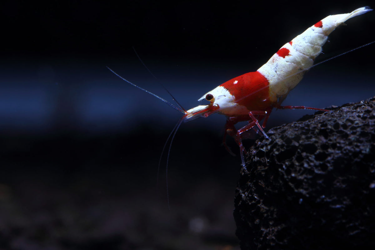 Water parameters? – MADSHRIMP