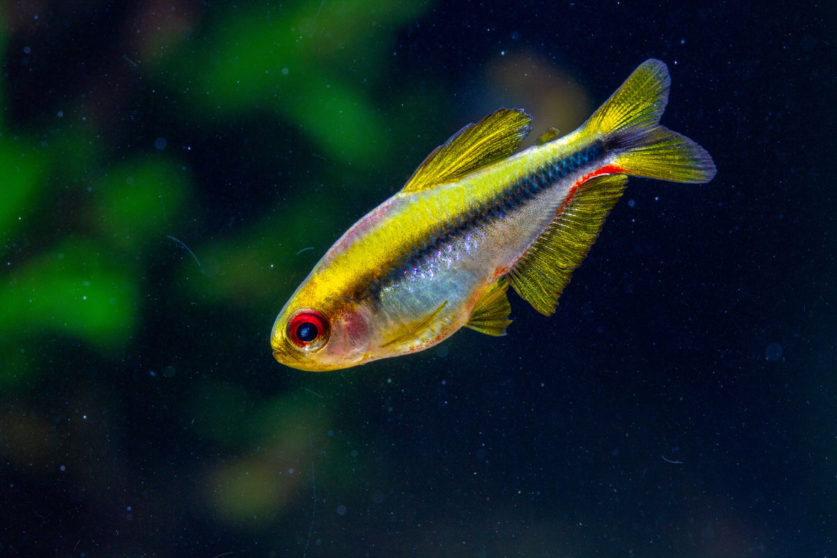 Characins – MADSHRIMP