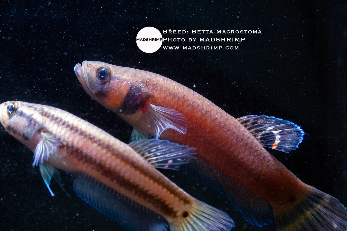 Betta Macrostoma Pair – MADSHRIMP