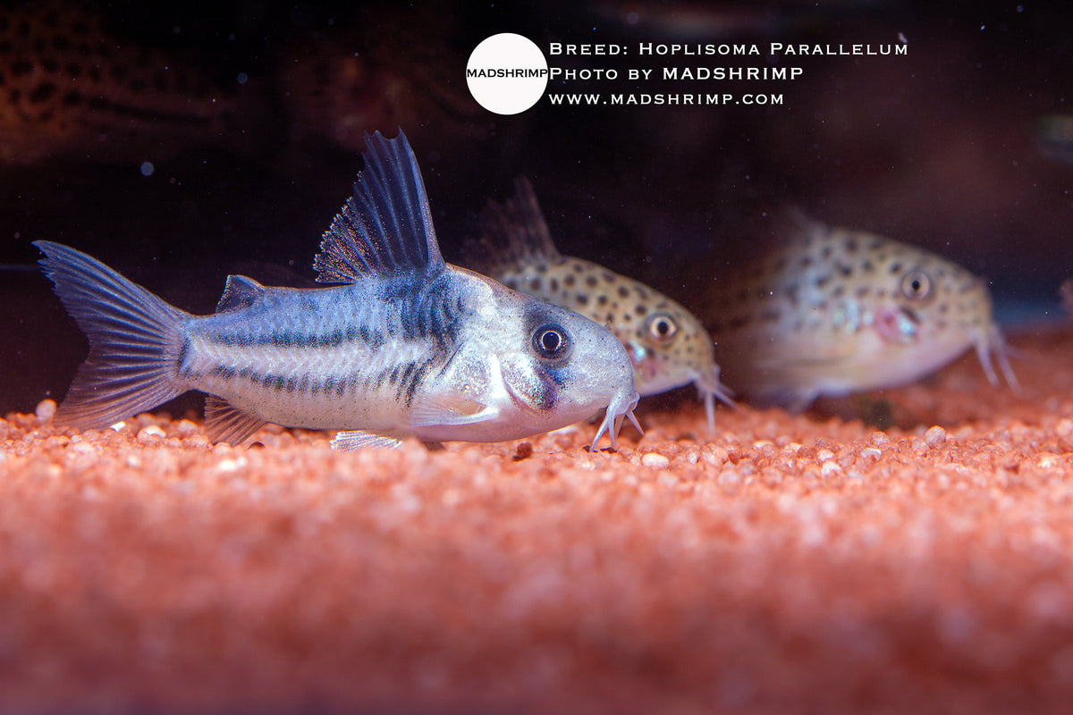 Hoplisoma Parallelum C002 – MADSHRIMP