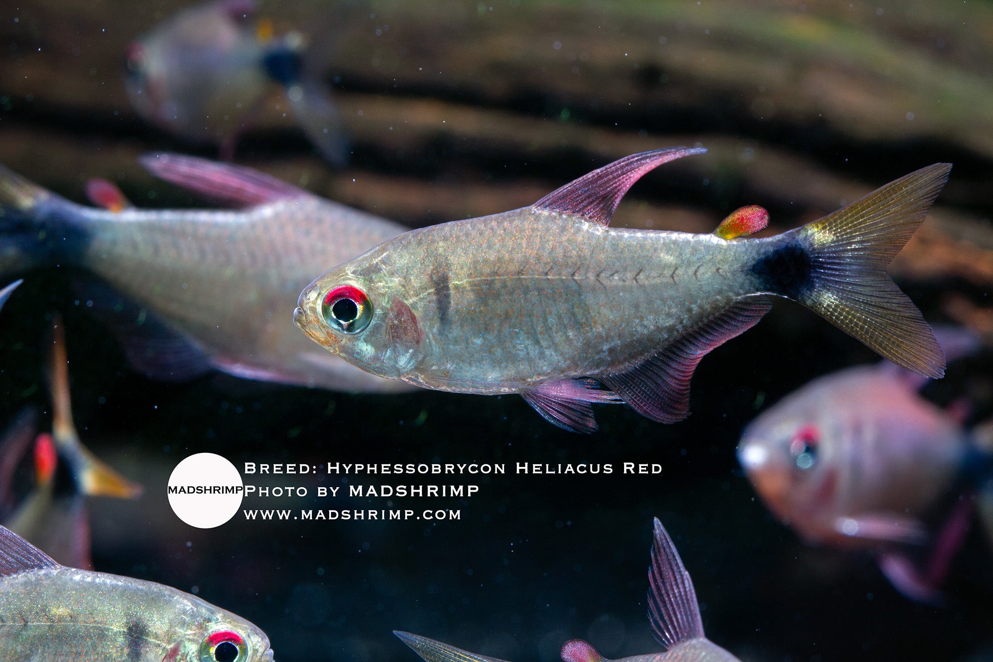 Hyphessobrycon Heliacus Red – MADSHRIMP