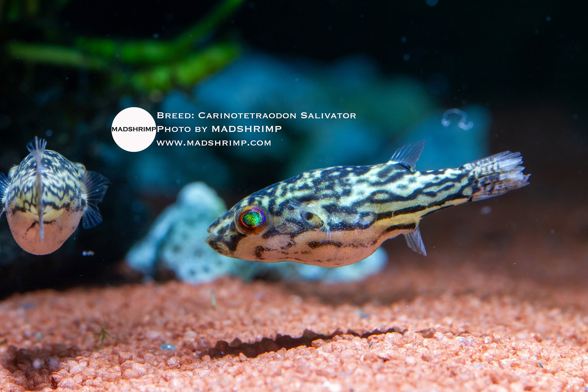 Carinotetraodon Salivator – MADSHRIMP