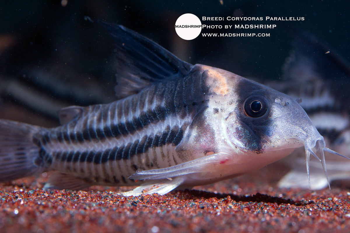 Hoplisoma Parallelum C002 – MADSHRIMP
