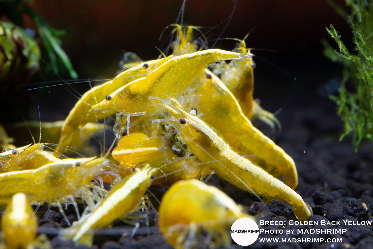 Golden Back Yellow – MADSHRIMP